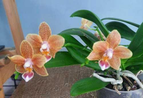 Phal. Table master piece орхидея