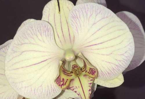 Редкая орхидея фаленопсис Мара