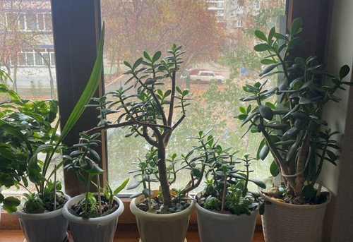 Комнатные растения разные