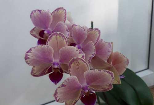 Орхидея фаленопсис, сорт пират пикотт