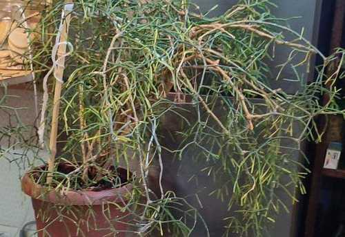 Рипсалис кассута, взрослое растение