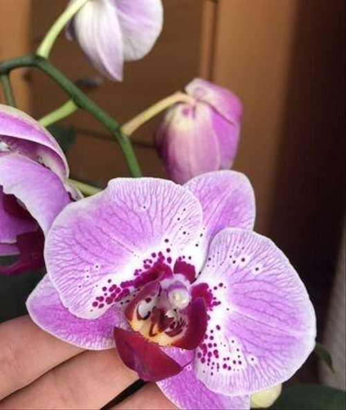 Орхидея фаленопсис 3 штуки набором