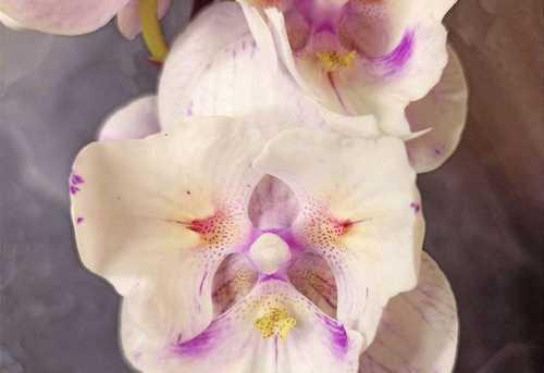 Орхидея фаленопсис бабочка Попкорн, цветет