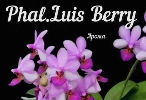 Цветущий phal. Liu's Berry