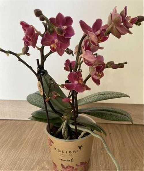 Орхидея фаленопсис Aroma Pink