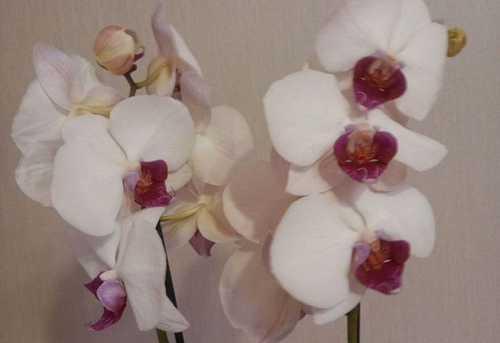 Орхидея фаленопсис Passion New