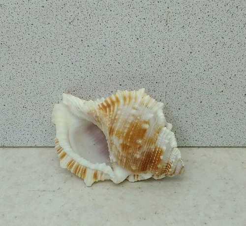 Бурса Спиноза 6,70 морская ракушка раковина