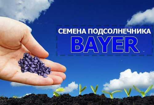 Семена гибрида подсолнечника Bayer (Байер)