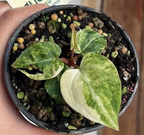 Антуриум вариегатный papillilaminum X Magnificum