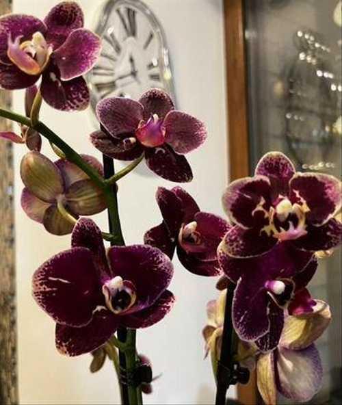 Орхидея фаленопсис тест