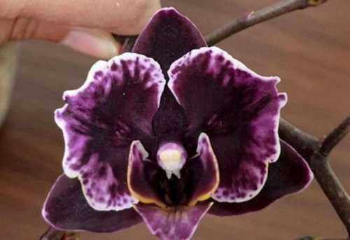 Орхидея miki black angel peloric