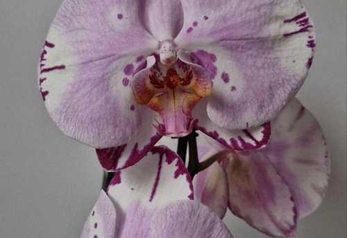 Орхидея на каскаде