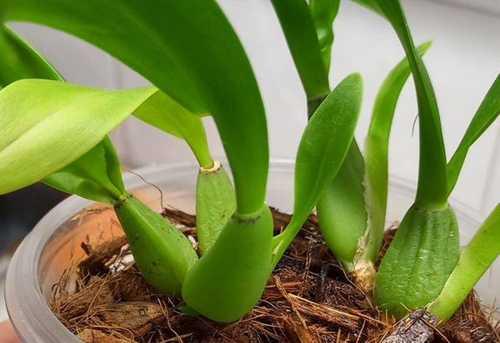 Орхидея онцидиум свит шугар