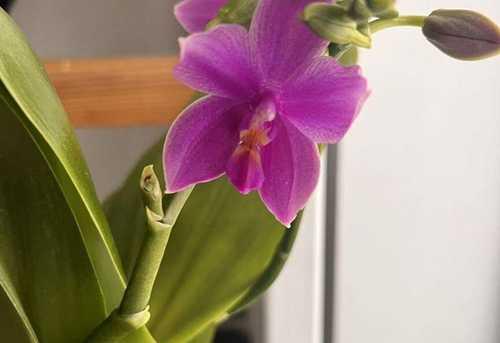 Орхидея Love potion (Лав Потион)ароматник