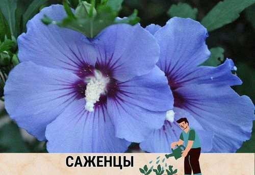 Саженцы Гибискуса Сатин