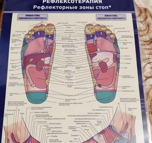 Плакат Рефлексотерапия. Рефлекторные зоны стоп