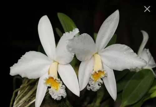 Орхидея лаелия