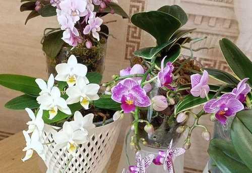 Орхидеи миди цветущие