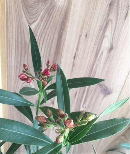 Олеандр -цветок Абхазии