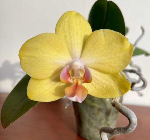 Орхидея фаленопсис Canary