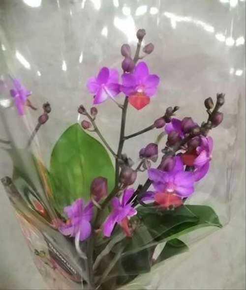 Орхидея фаленопсис Льюис Берри