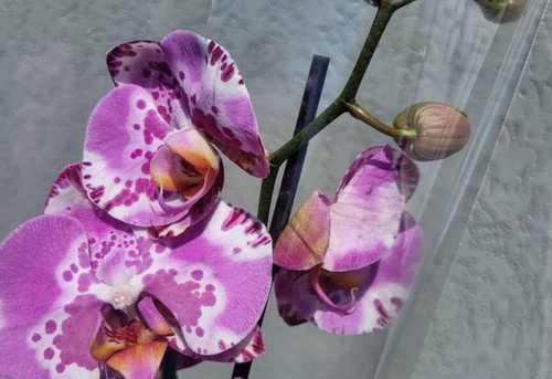 Орхидея Исмаэль цветущая