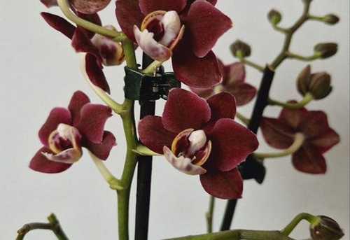 Тёмная орхидея мультифлора