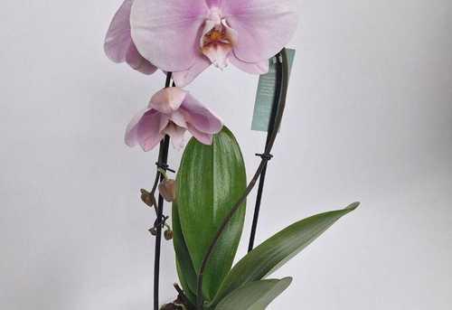 Орхидея фаленопсис каскад