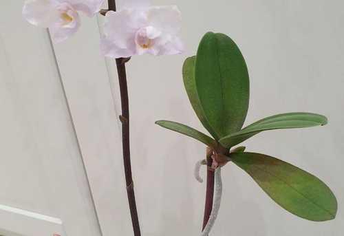 Орхидея фаленопсис Liu's Sacura 'kf' (детка)