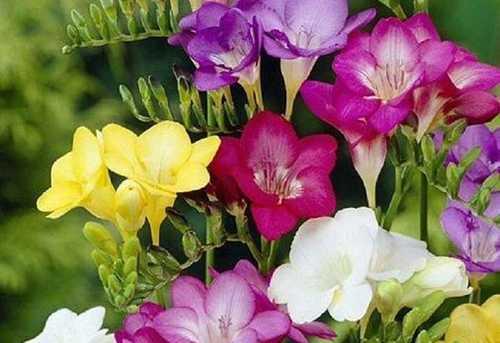 Фрезии ассорти 7 расцветок с отправкой почтой
