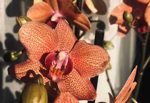 Орхидея фаленопсис Sunset Love Сансет Лав 3 цв