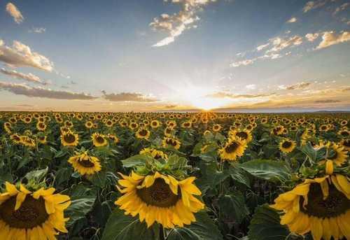 Семена гибридов кукурузы и подсолнечника