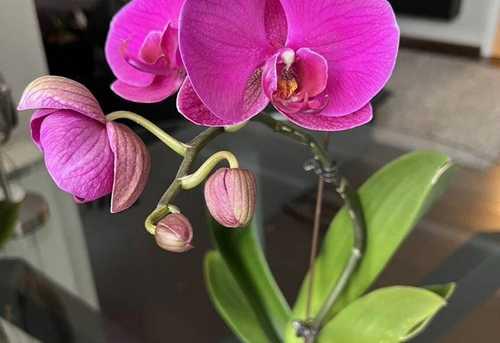 Орхидея фаленопсис Биг Лип