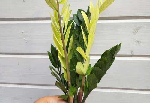 Замиокулькас вар. Zamioculcas variegated и Golden