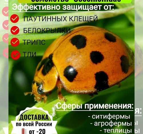 Божья коровка от белокрылки,тли, клеща