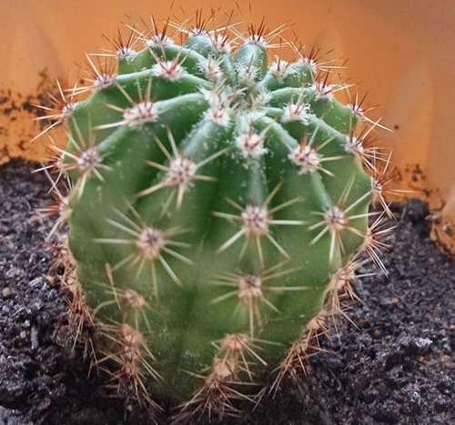 Кактус Echinopsis eyriesii Эхинопсис Эрье