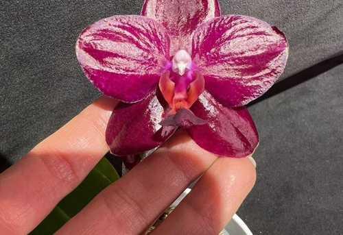Орхидея Sogo Relex 1661