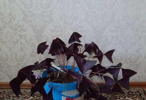 Кислица оксалис фиолетовая красная бордовая