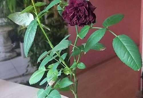Укорененные черенки розы комнатной. Роза