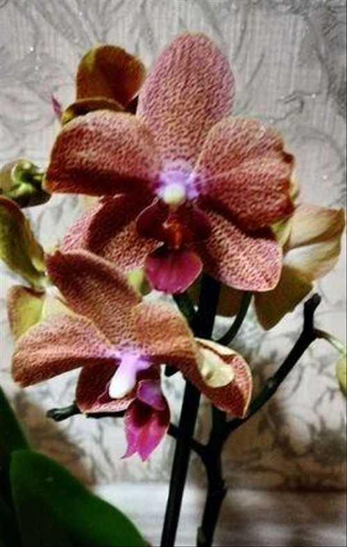 Орхидея фаленопсис ароматная