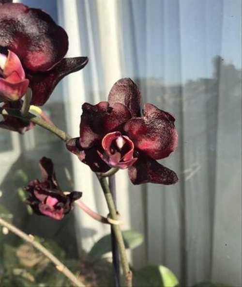 Орхидея фаленопсис Чёрный лебедь