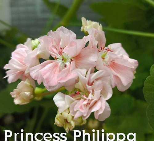 Пеларгония Princess Philippa