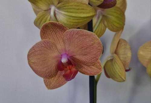 Орхидея рыжая ароматная