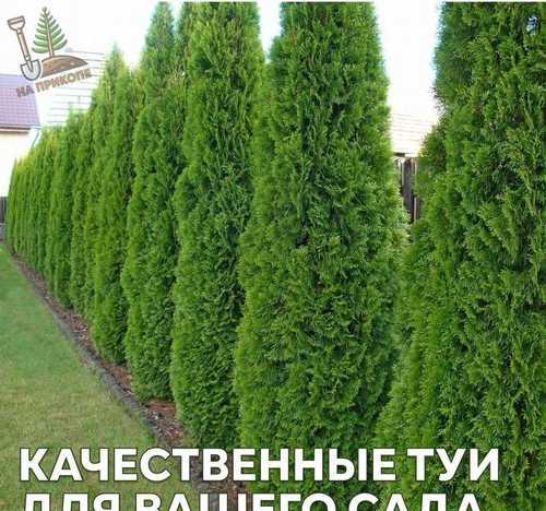 Туя колумна 1,5 м