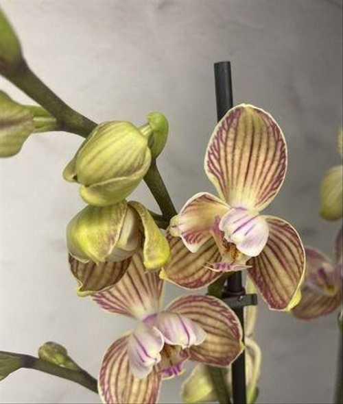 Орхидея фаленопсис торино бантик