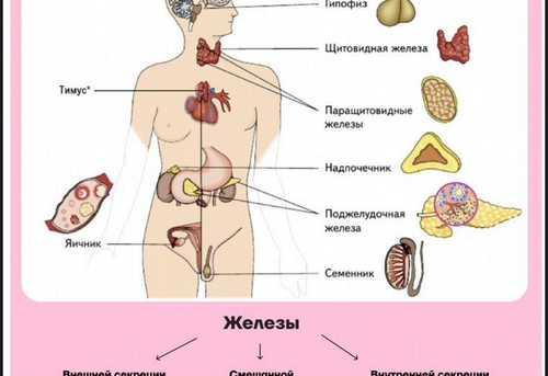 Конспекты егэ биология умскул