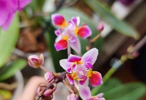 Мини орхидея Equestris 996 фаленопсис pelor 3lips