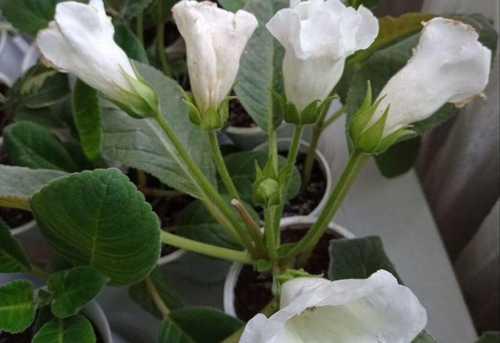 Глоксиния белая(цветет букетами)