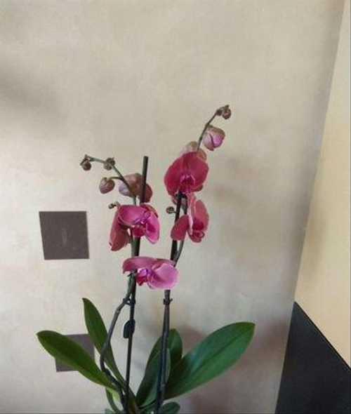 Орхидея фаленопсис Asian Coral, 2 ствола