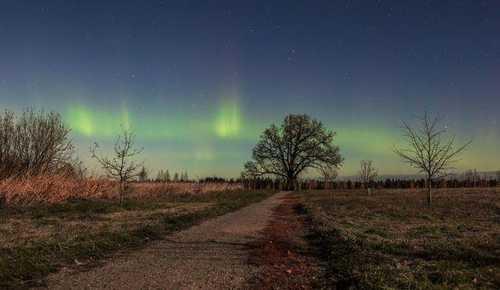 Фотокартина интерьерная, Автор. Коллекция Дуб